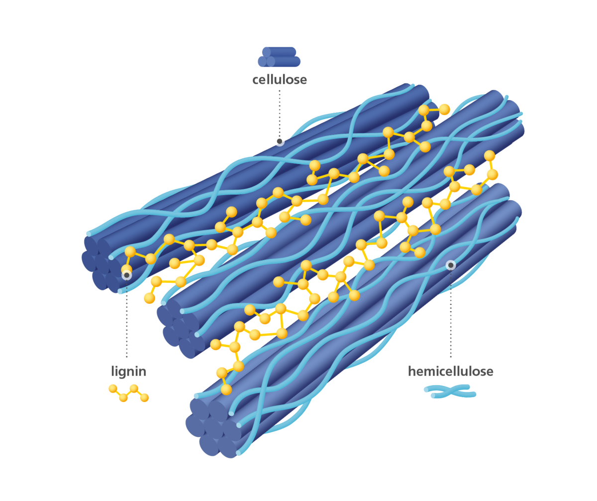 Lignina | Hosokawa Alpine
